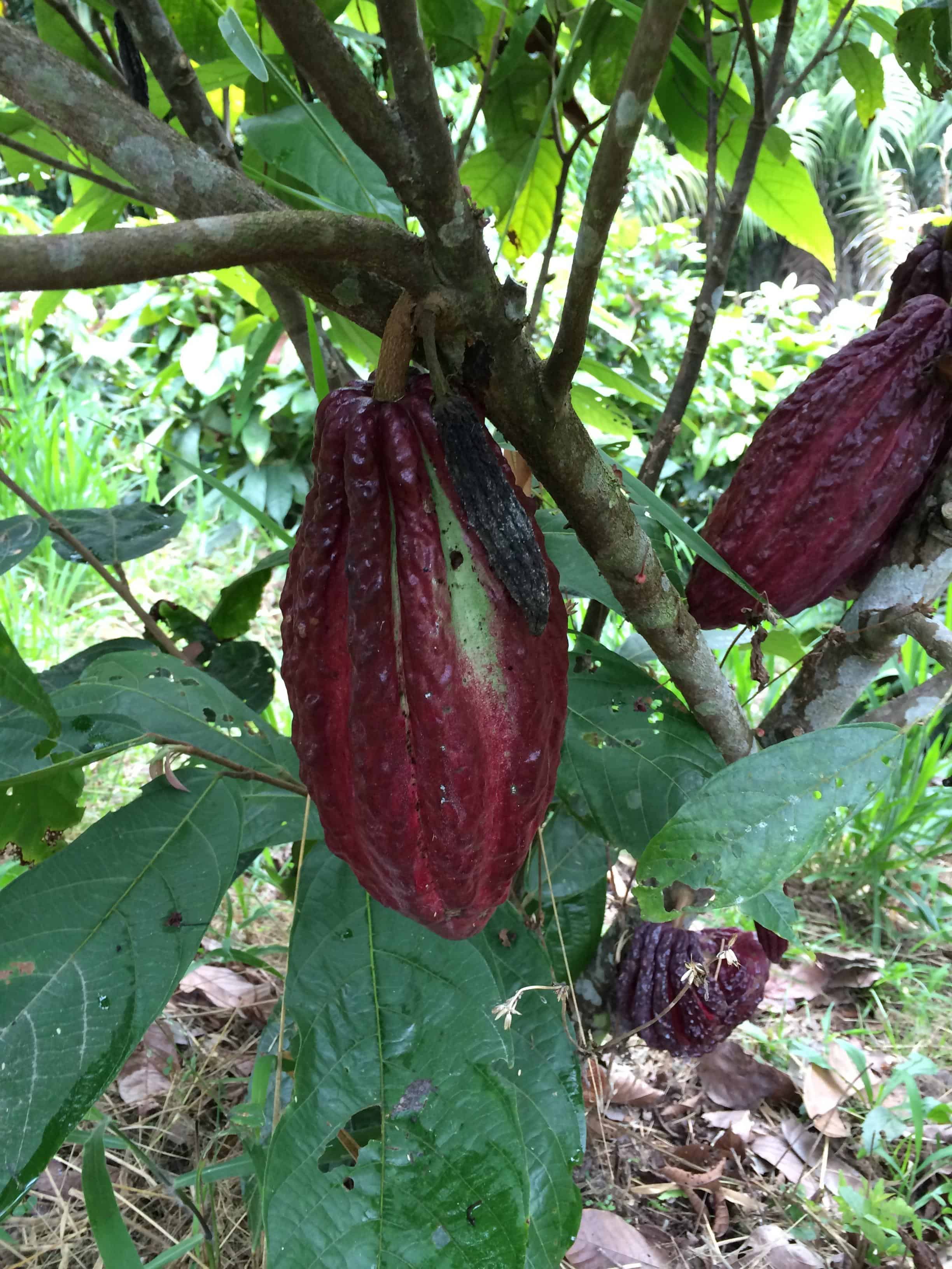 How Is Chocolate Made Making Chocolate From Tree To Bar Dame Cacao
