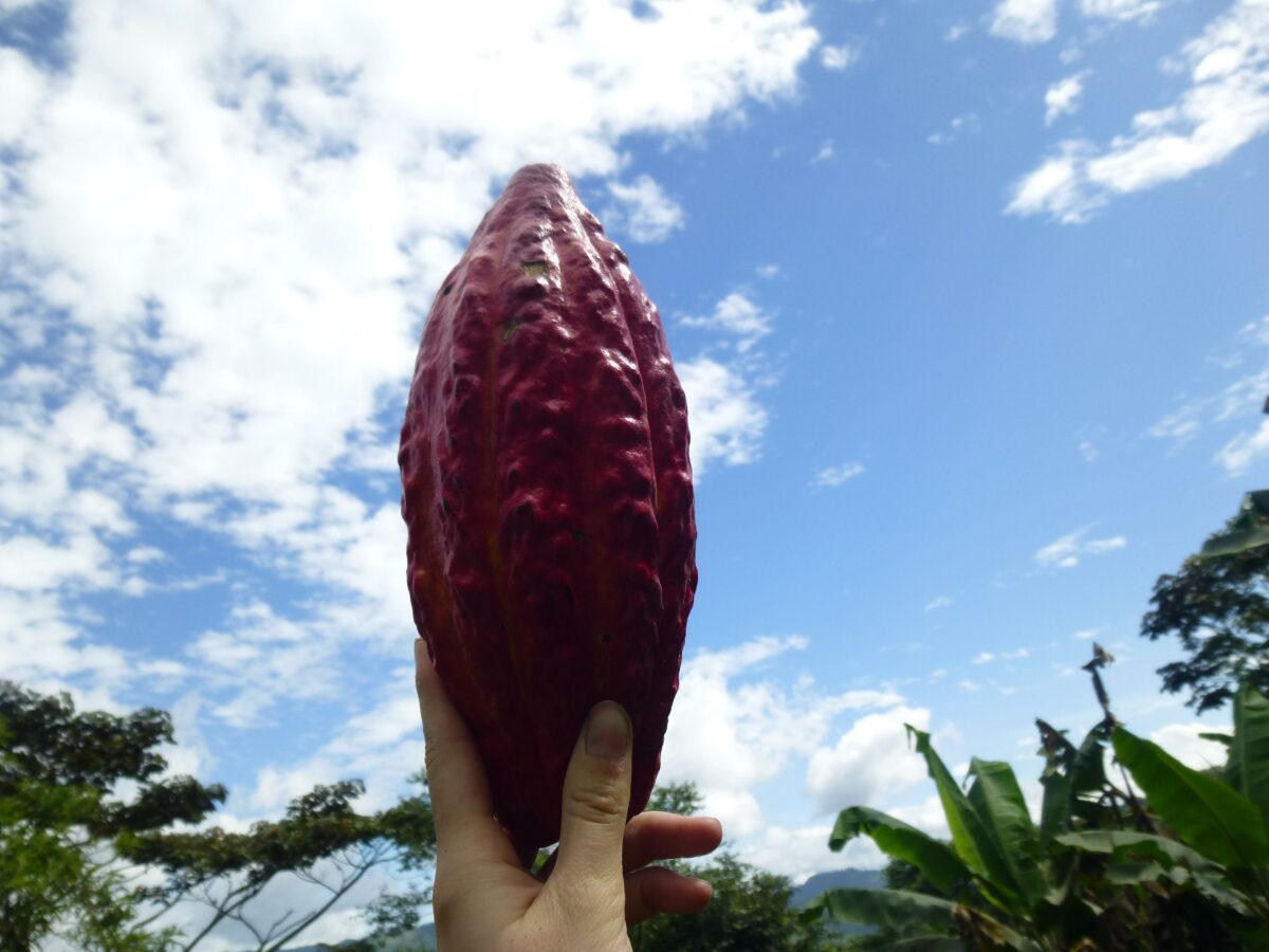 How Growing Craft Chocolate Changes The World