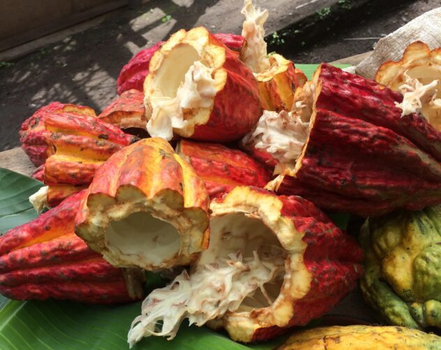 How is Chocolate Made? Making Chocolate From Tree to Bar. | Dame Cacao