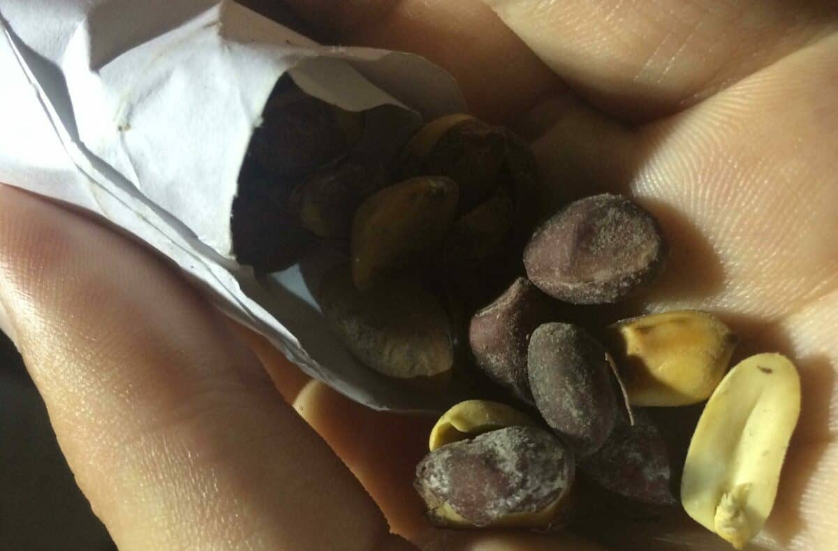 Discover Cuban Street Food in Cuba (See Photos)