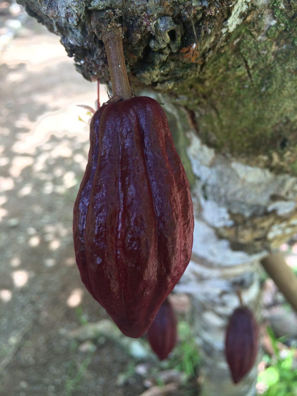 How is Chocolate Made? (12 Steps With Pictures)