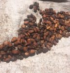 17 Cacao Brands To Look Out For in 2024