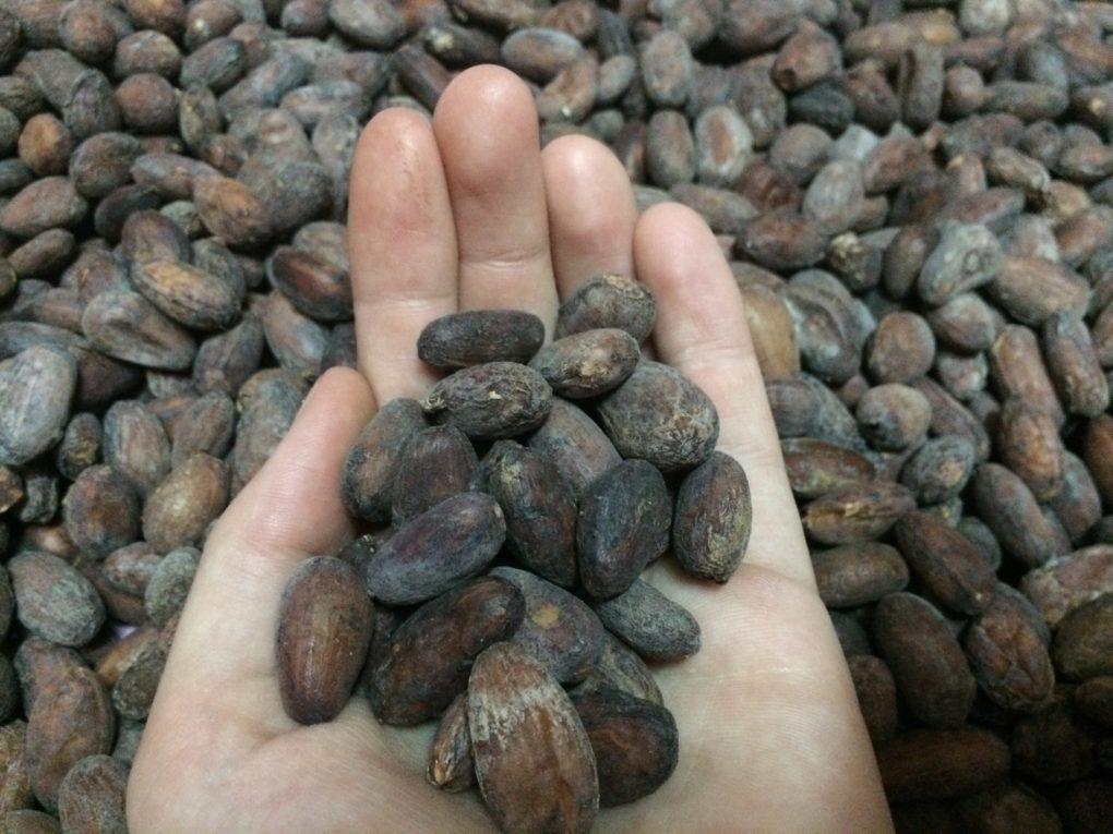 How Growing Craft Chocolate Changes The World