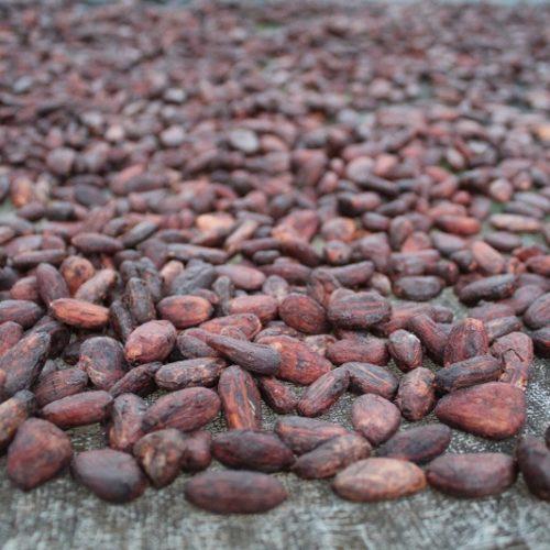 Complete Guide to The Ingredients In Chocolate