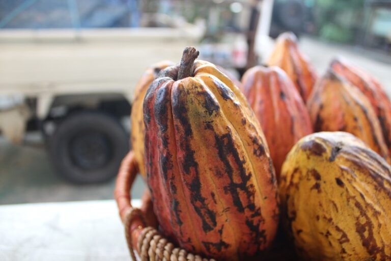 Burmese Chocolate & Cacao Culture