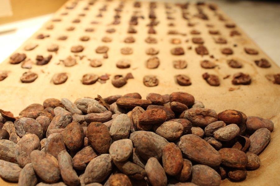 Tokyo Chocolate: Bean To Bar Guide (17 Must-See Stops)