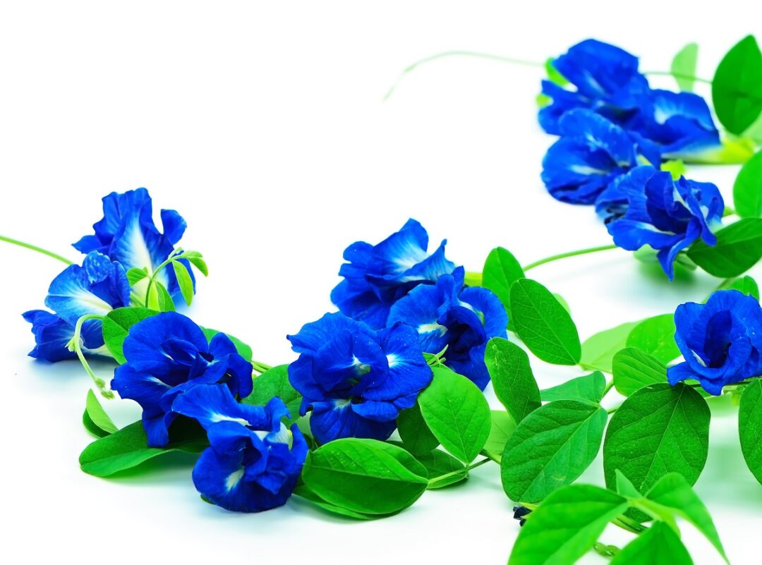 What is Blue Matcha Powder? (Butterfly Pea Flower + Recipes)